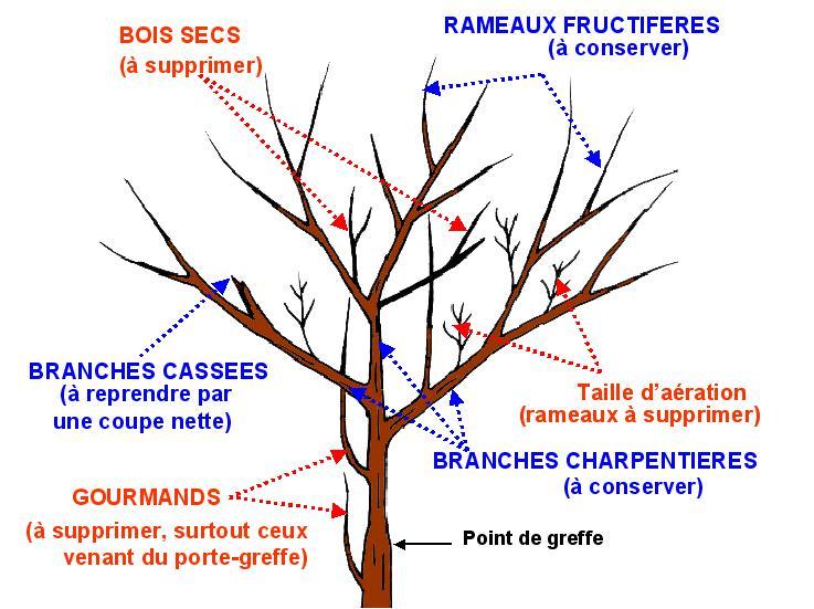 Jardinalf: Taille des arbres fruitiers Jardinalf: Taille des arbres fruitiers